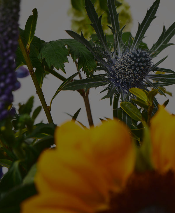 Flowers – Northern Flower