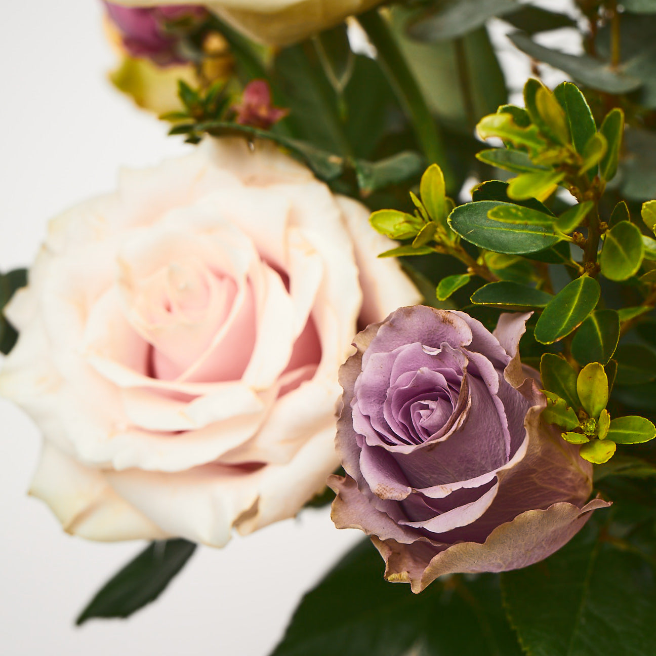 Flowers – Northern Flower