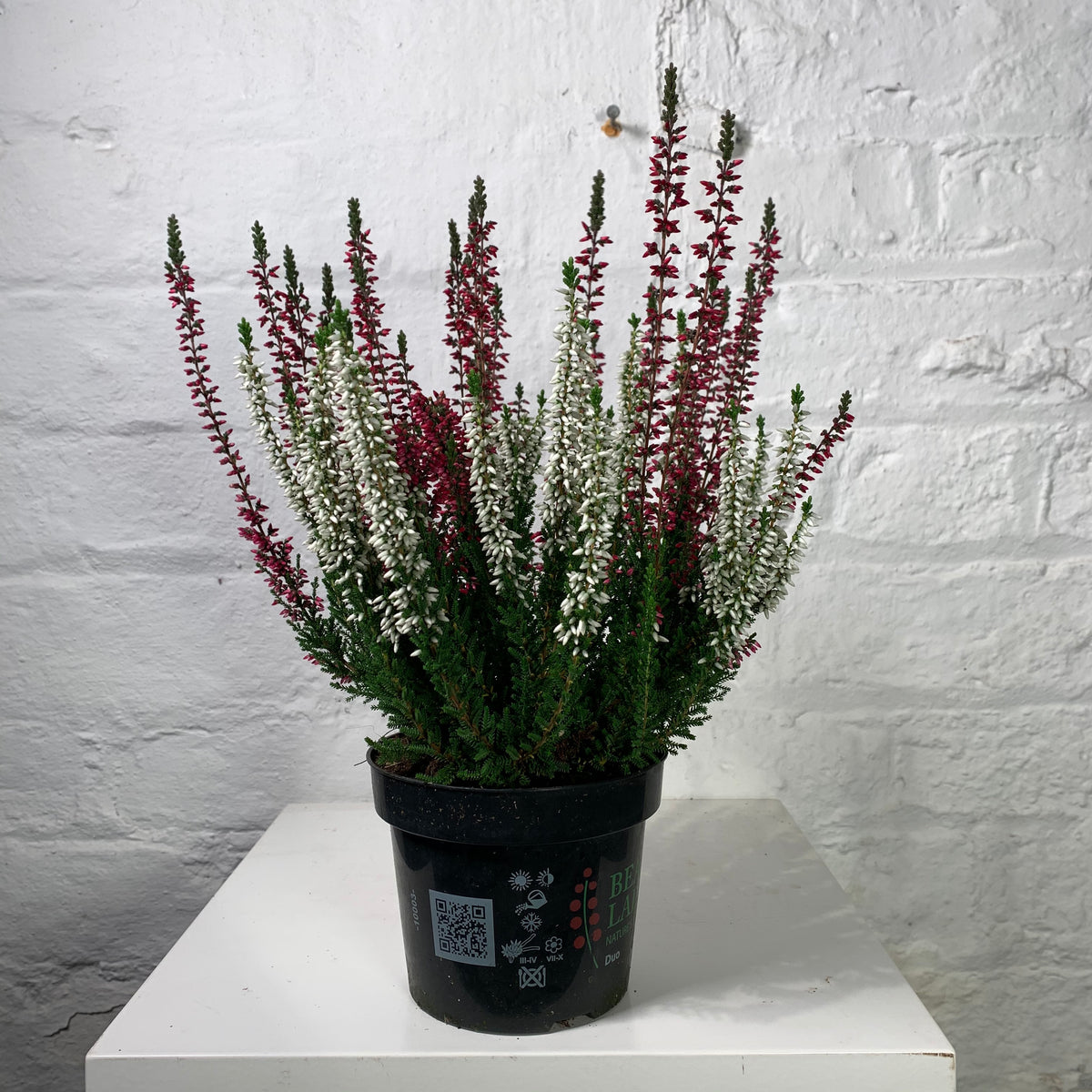 Calluna (Heather ) – Northern Flower
