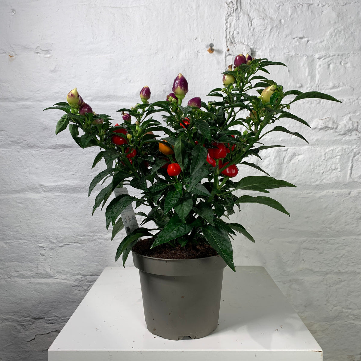 Capsicum (Chilli Plant) – Northern Flower