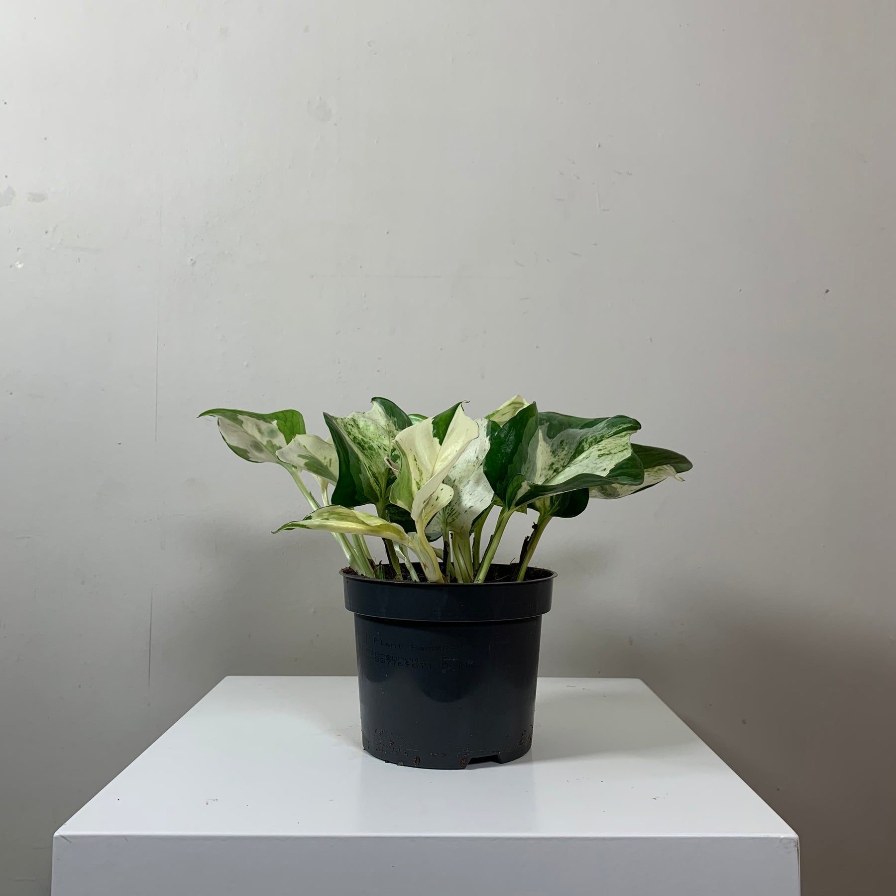 Boutique Flower Shop in Manchester Northern Quarter | Northern Flower