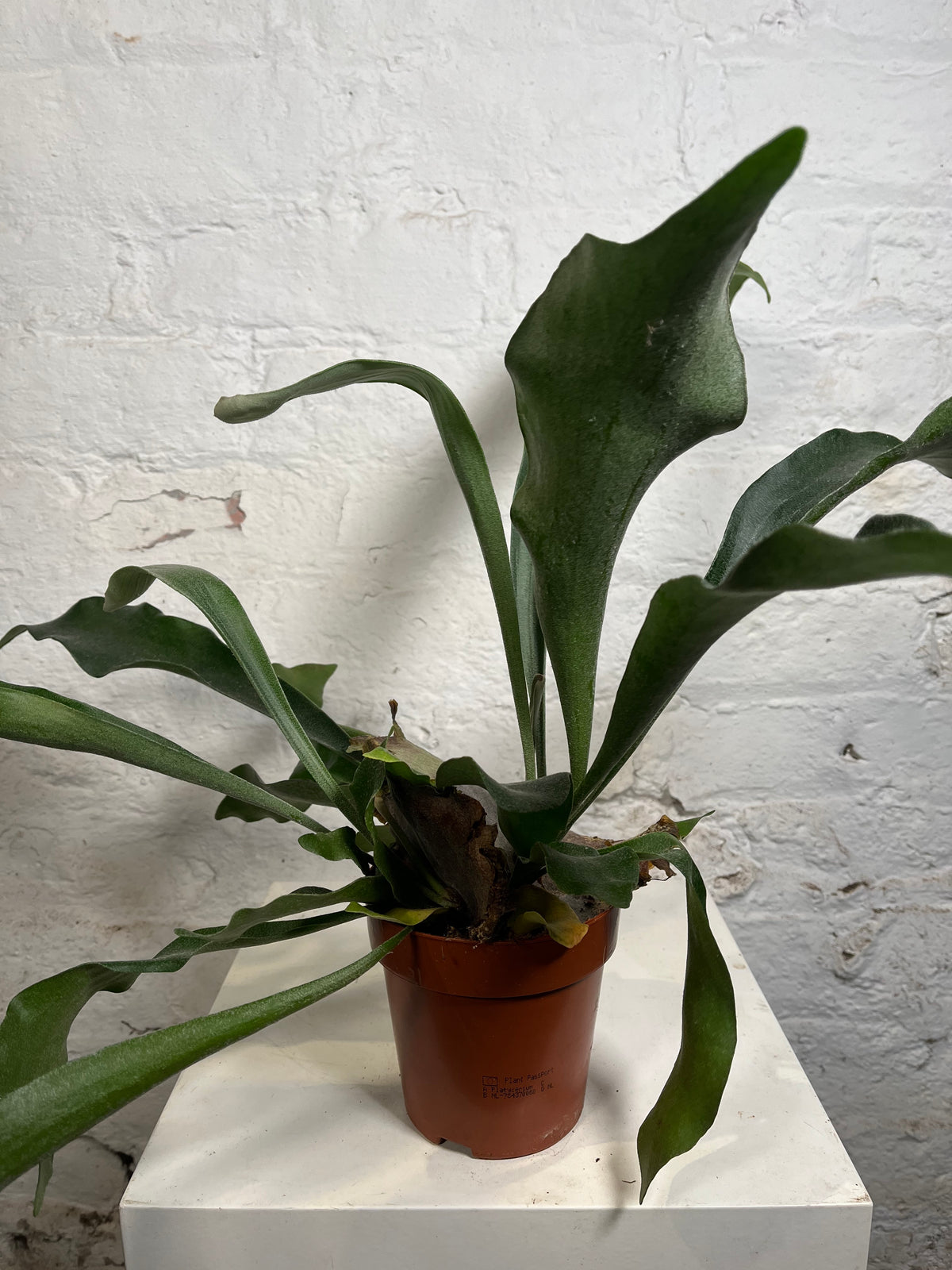 Platycerium (Elkhorn fern) – Northern Flower