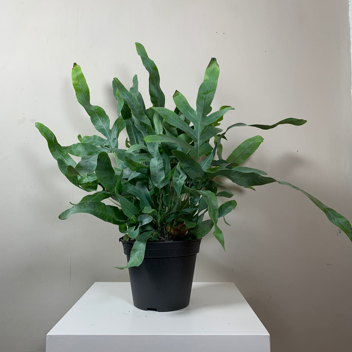 Phlebodium (Hare Foot Fern) – Northern Flower