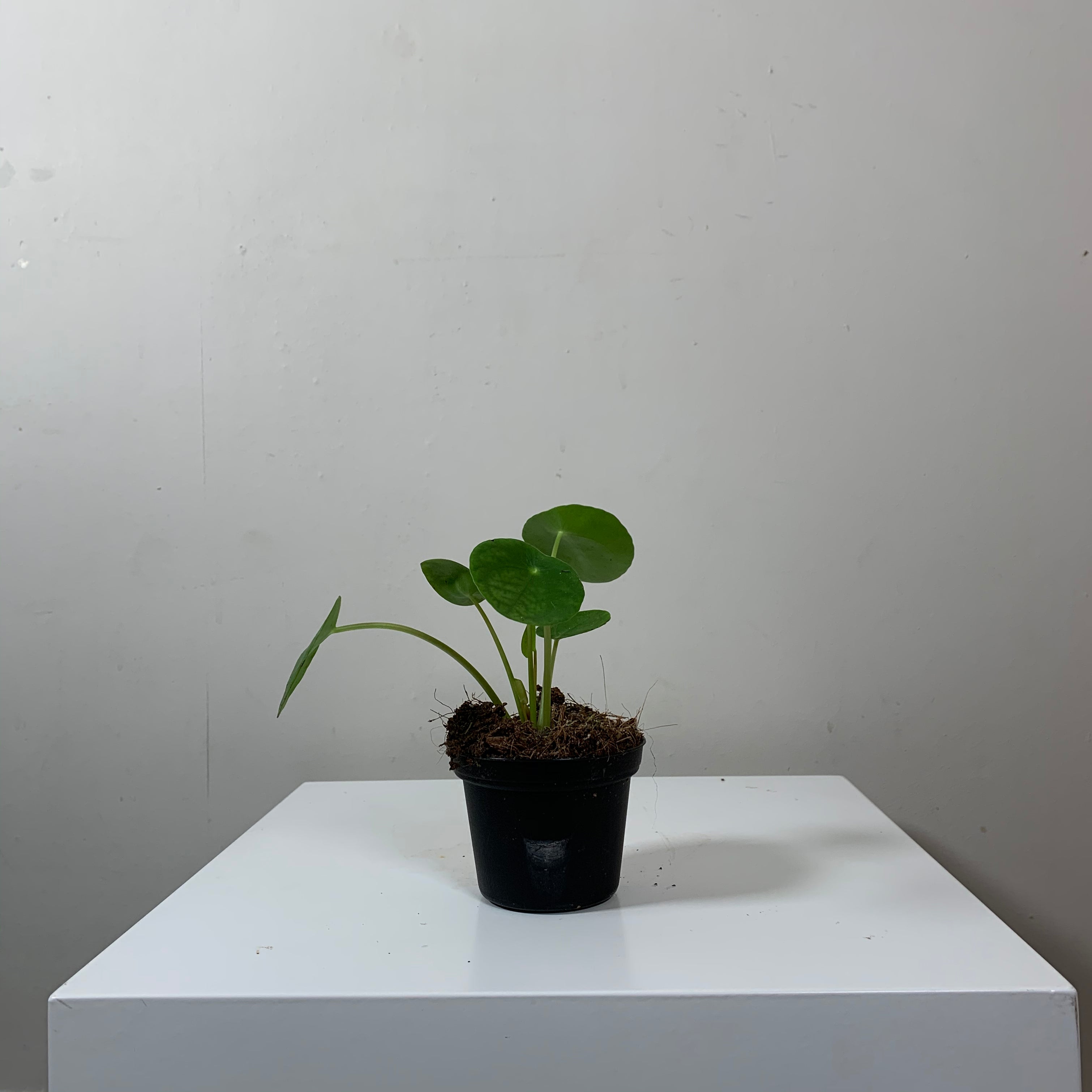Pilea Peperomioides (Chinese Money Plant) – Northern Flower